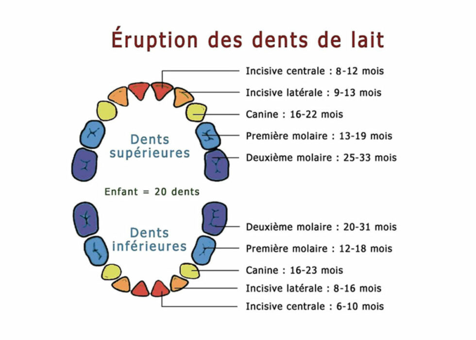 Dents de lait et caries | Cobat